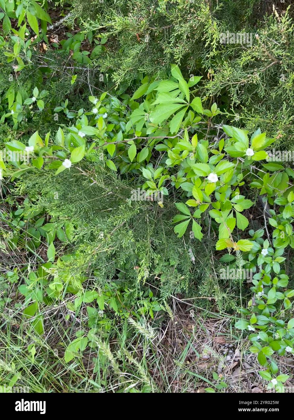 One-flowered Hawthorn (Crataegus uniflora Stock Photo - Alamy