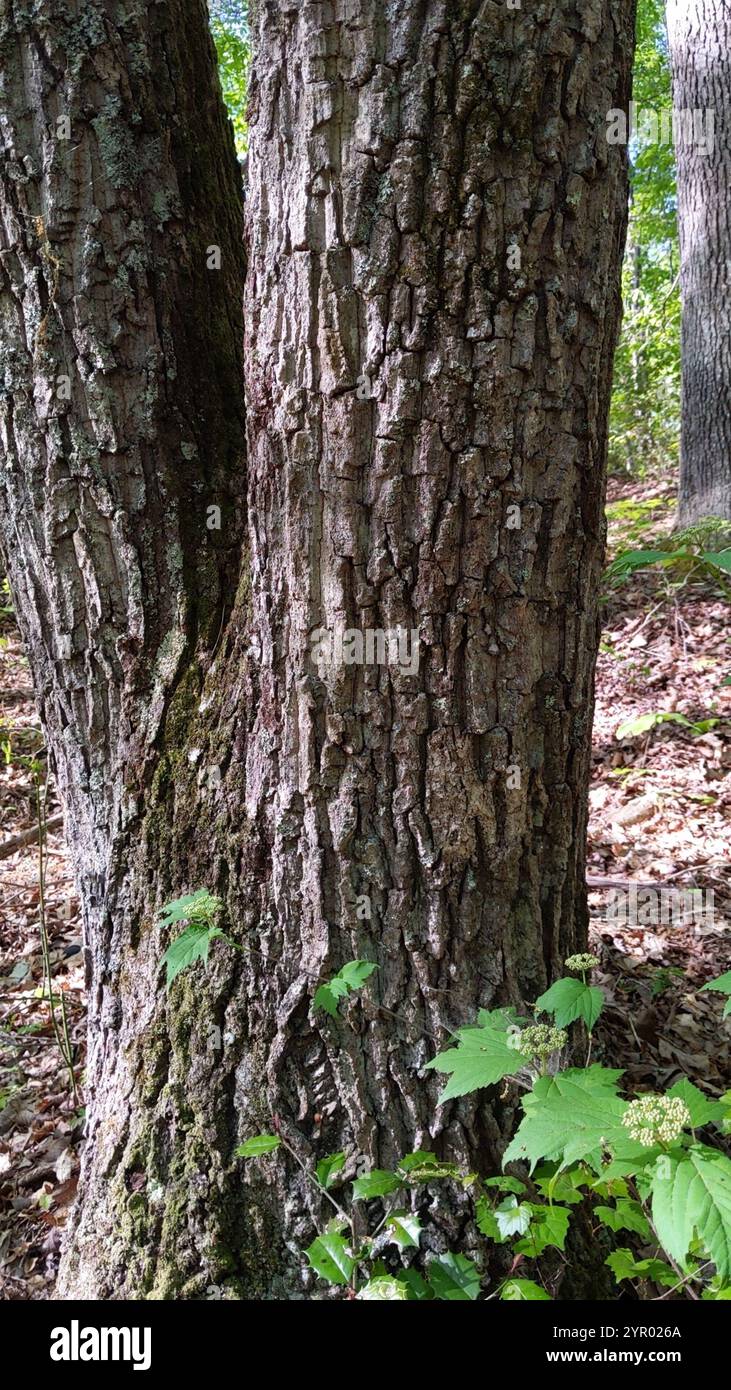 chestnut oak (Quercus montana Stock Photo - Alamy