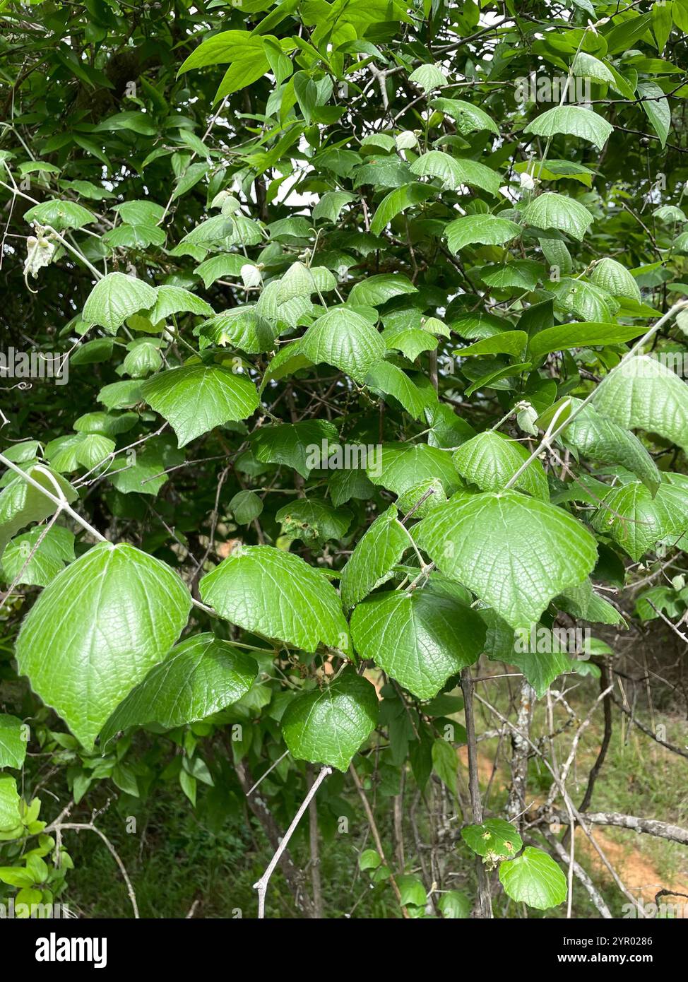 Vitis mustangensis hi-res stock photography and images - Alamy