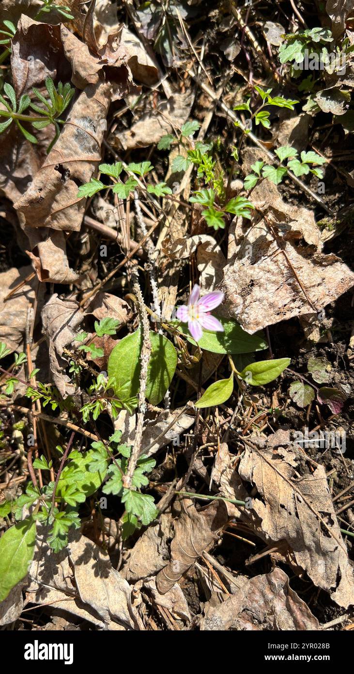 Carolina Springbeauty (Claytonia caroliniana Stock Photo - Alamy