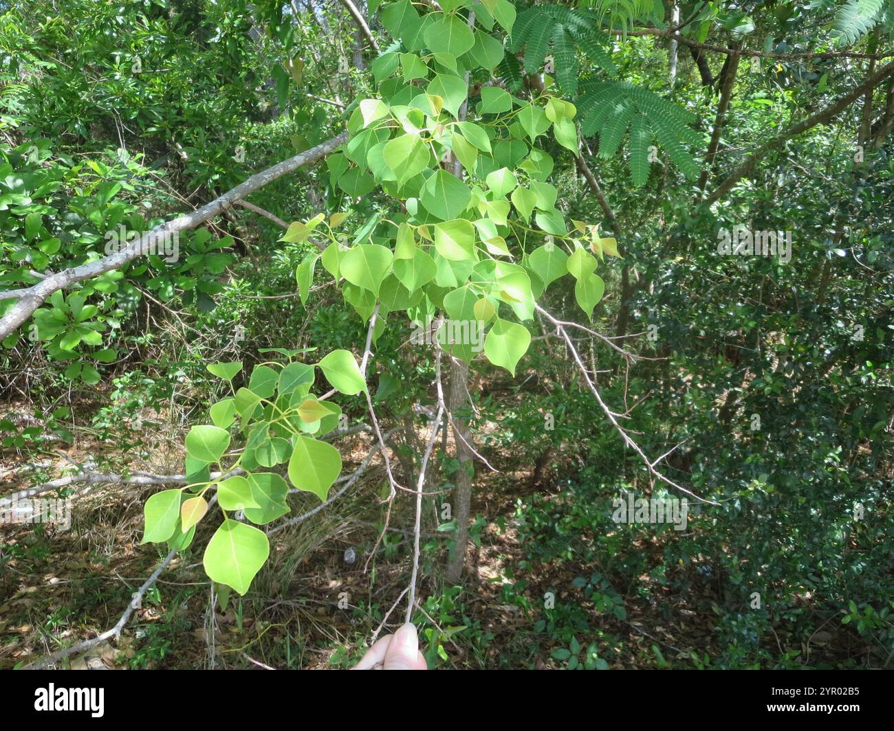 Chinese Tallow (Triadica sebifera Stock Photo - Alamy