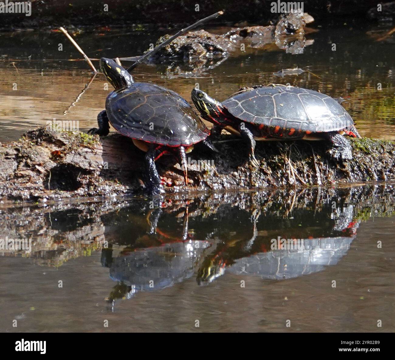 Painted Turtle (Chrysemys picta Stock Photo - Alamy