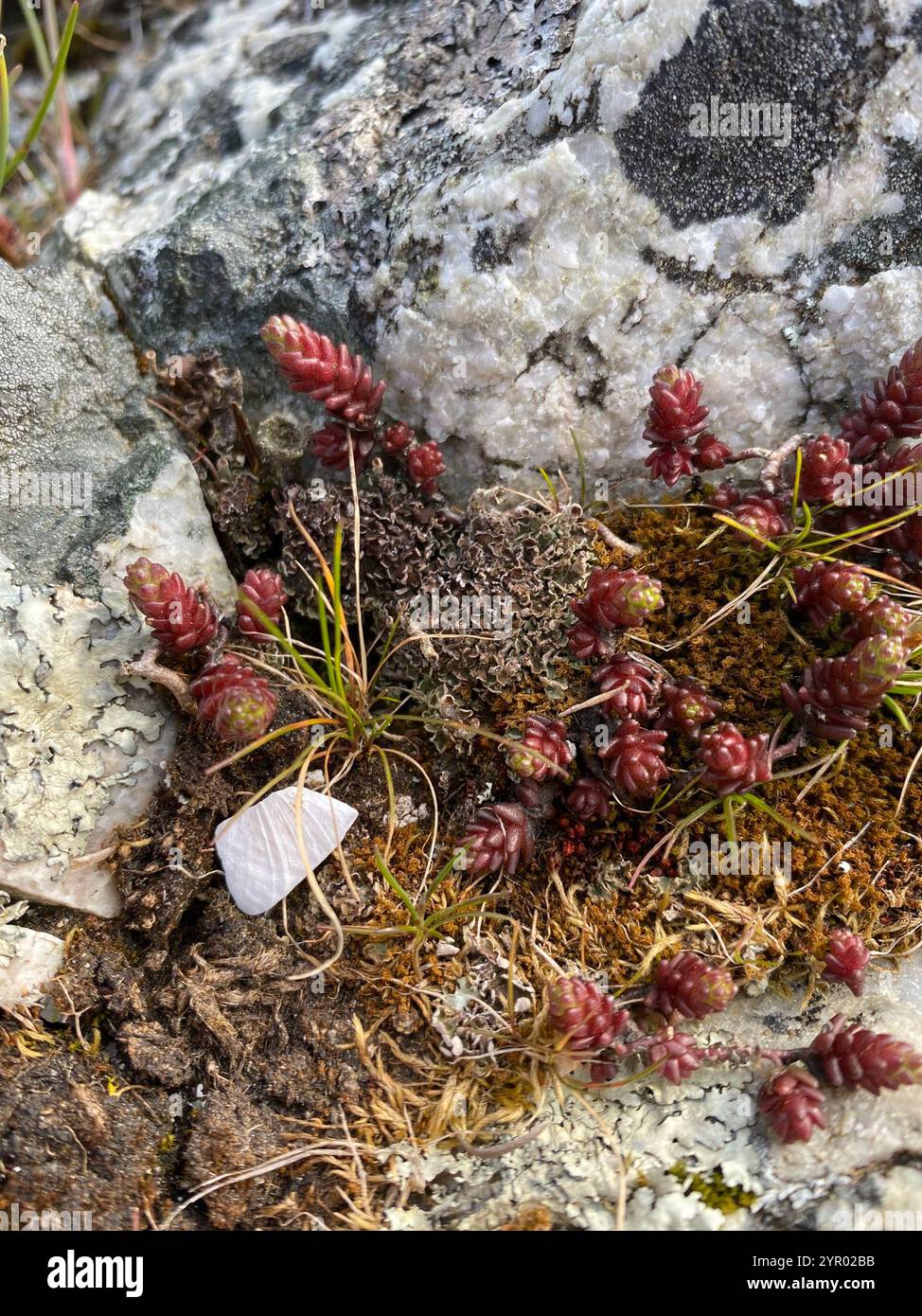 stonecrop family (Crassulaceae Stock Photo - Alamy