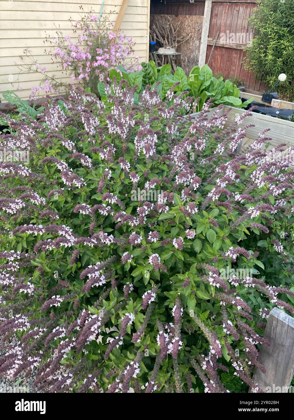 Holy basil ocimum tenuiflorum hi-res stock photography and images - Alamy