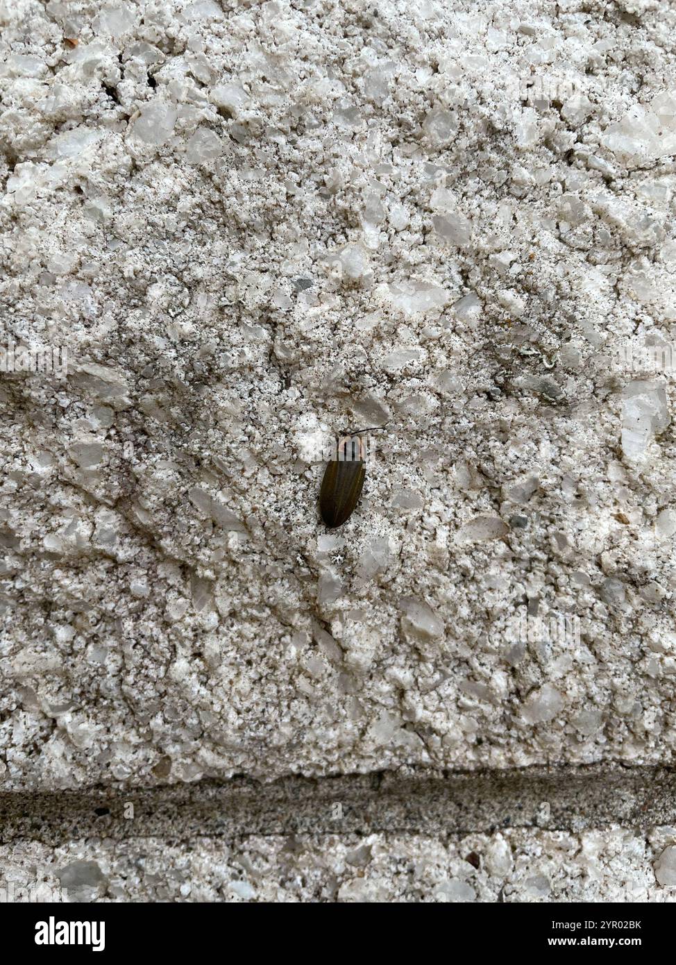 Winter Firefly (Ellychnia corrusca Stock Photo - Alamy