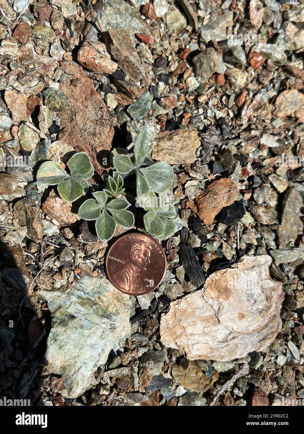 California Indian breadroot (Pediomelum californicum Stock Photo - Alamy