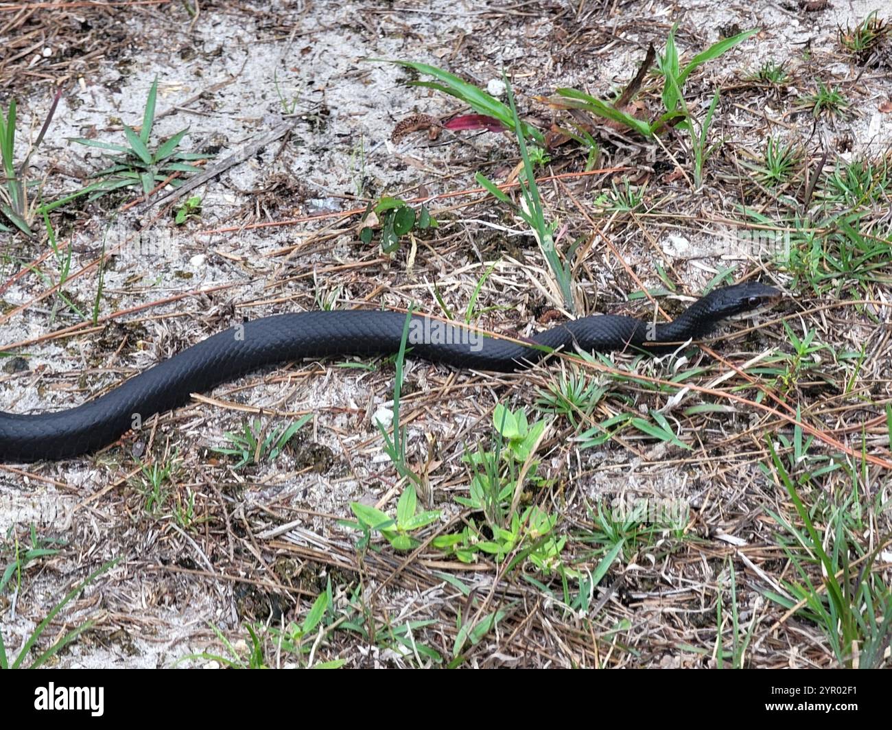 North American Racer (Coluber constrictor Stock Photo - Alamy