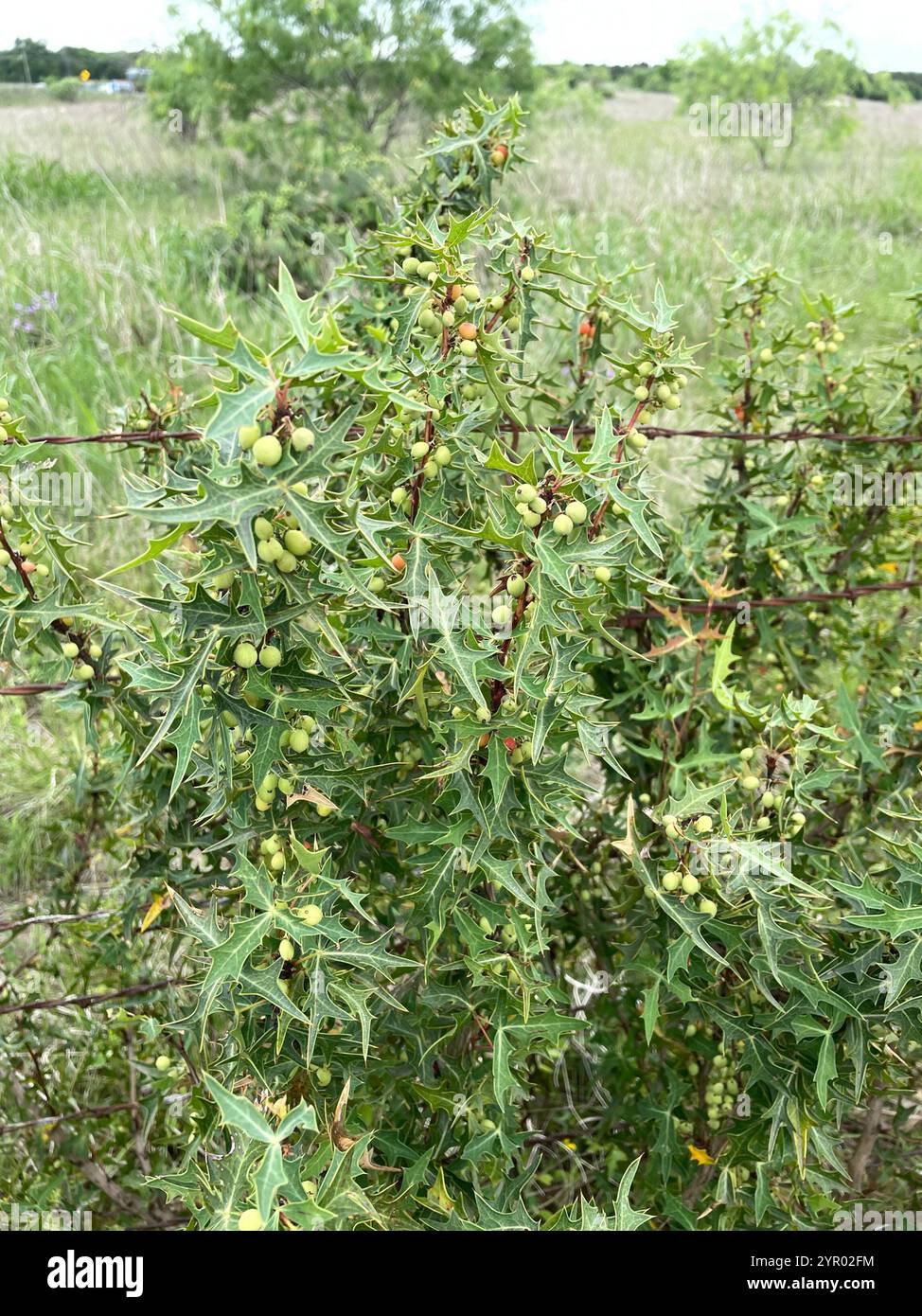 Agarita hi-res stock photography and images - Alamy