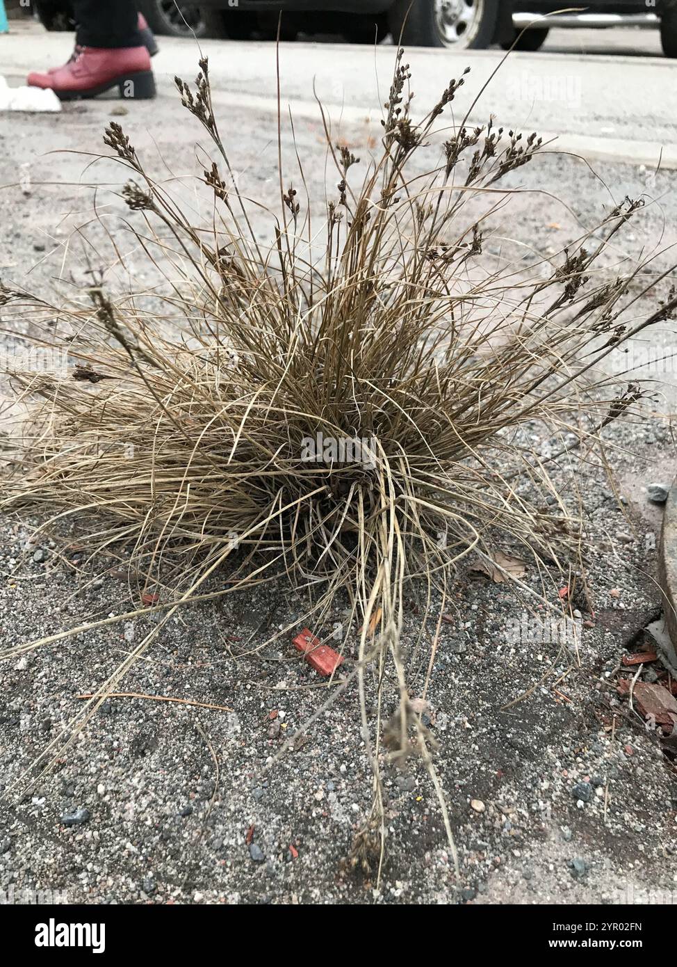 Flattened Rush (Juncus compressus Stock Photo - Alamy
