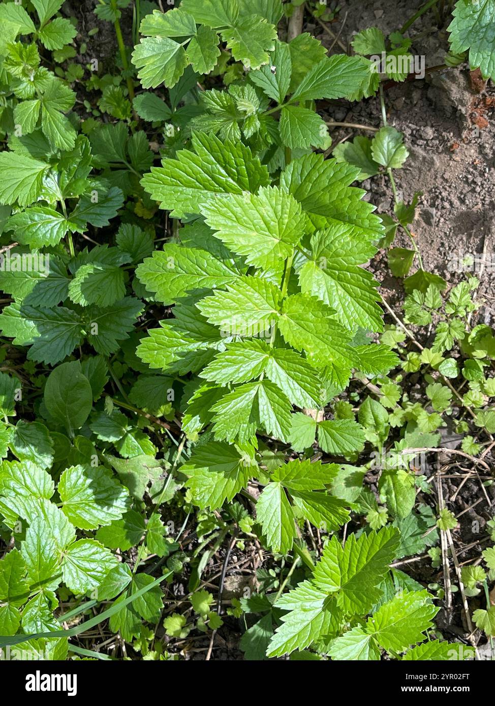 Greater Burnet-saxifrage (Pimpinella major Stock Photo - Alamy