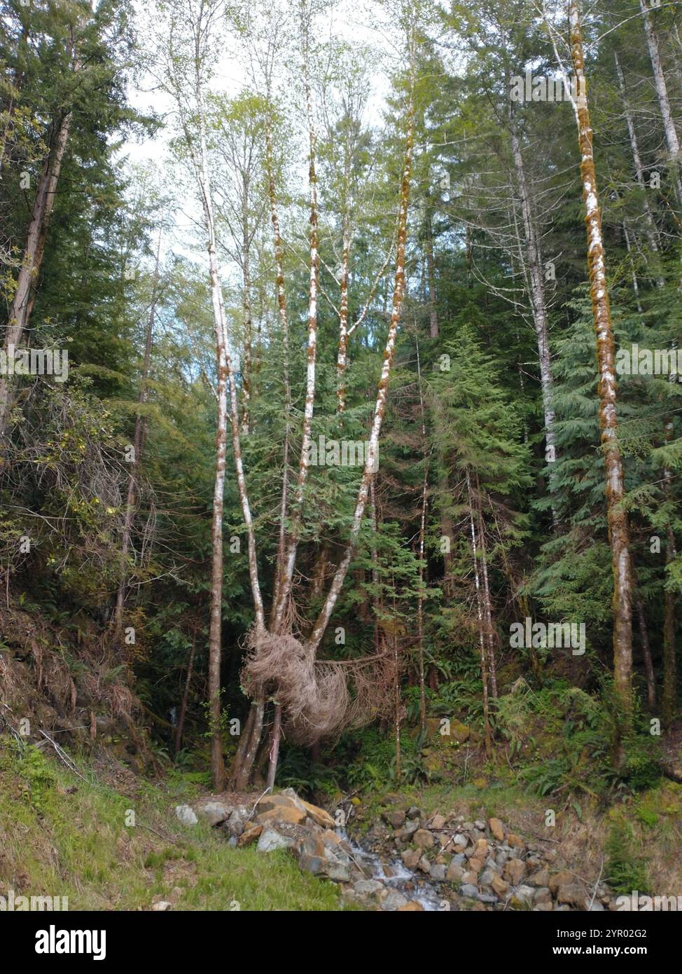 Red Alder (Alnus rubra Stock Photo - Alamy