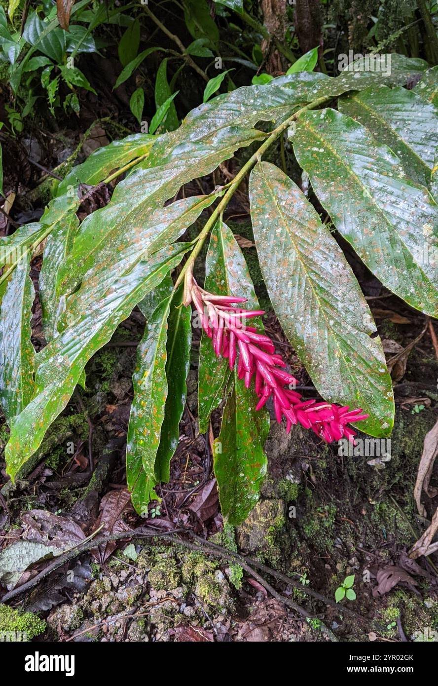 Red Ginger (Alpinia purpurata Stock Photo - Alamy