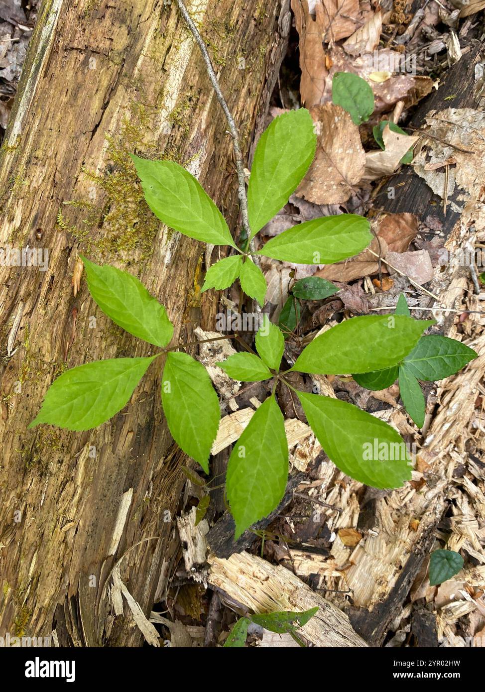 American ginseng (Panax quinquefolius Stock Photo - Alamy