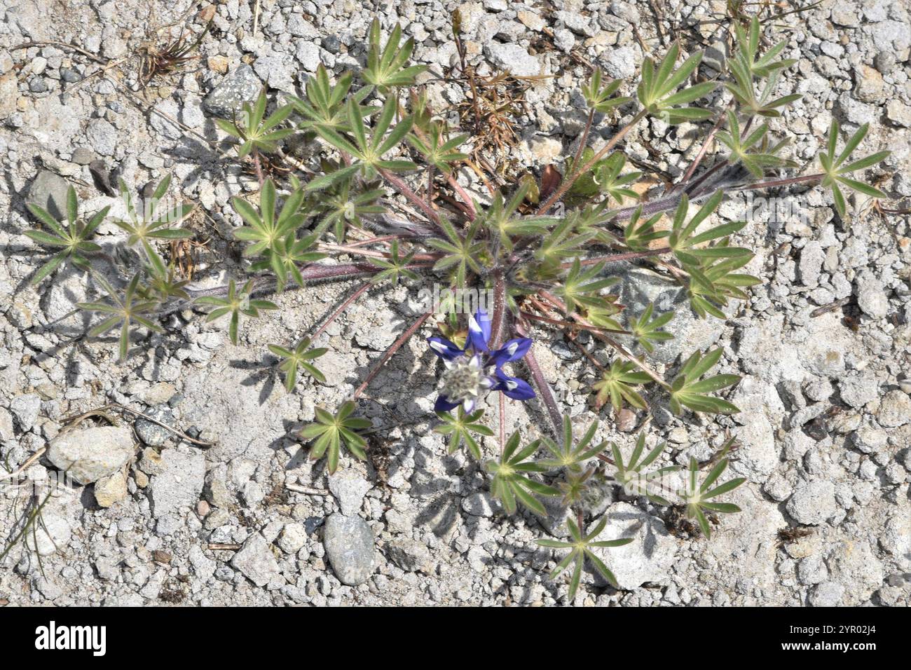 Miniature Lupine (Lupinus bicolor Stock Photo - Alamy