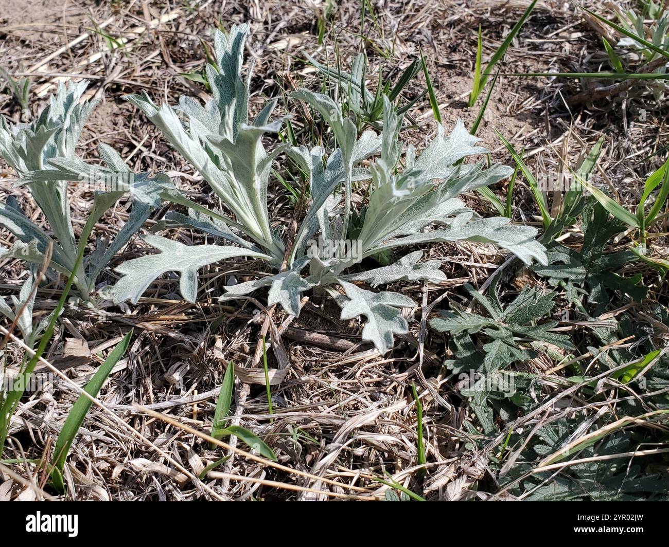 Silver Wormwood (Artemisia ludoviciana Stock Photo - Alamy