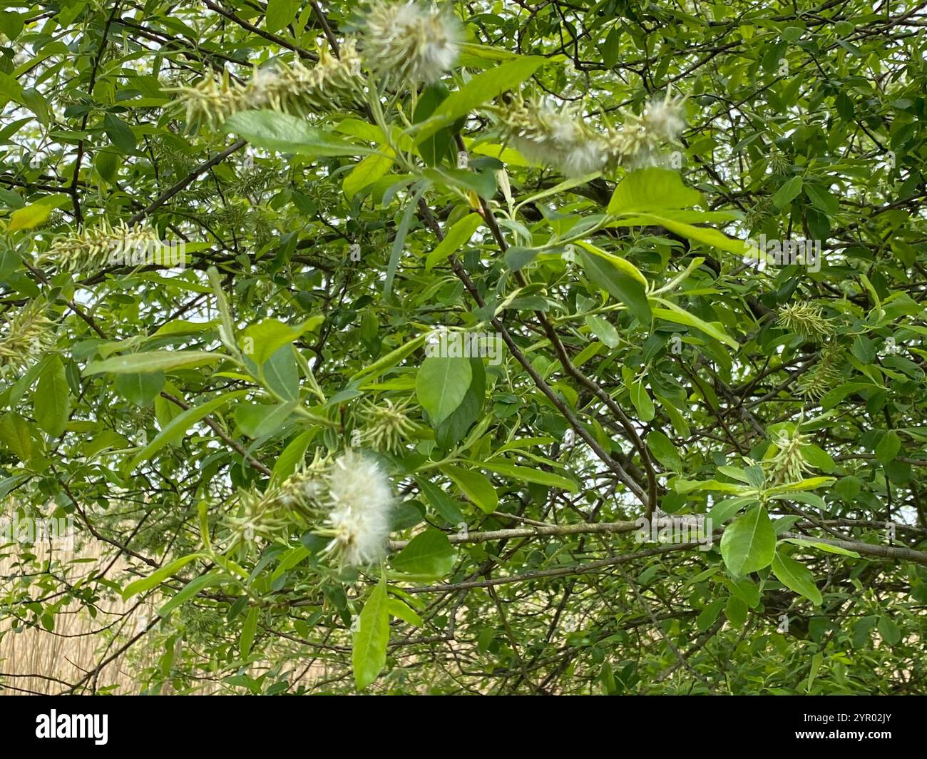 Rusty Willow (Salix atrocinerea Stock Photo - Alamy