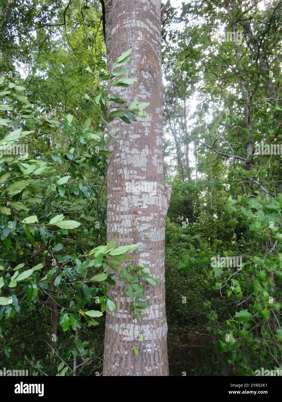 water oak (Quercus nigra Stock Photo - Alamy