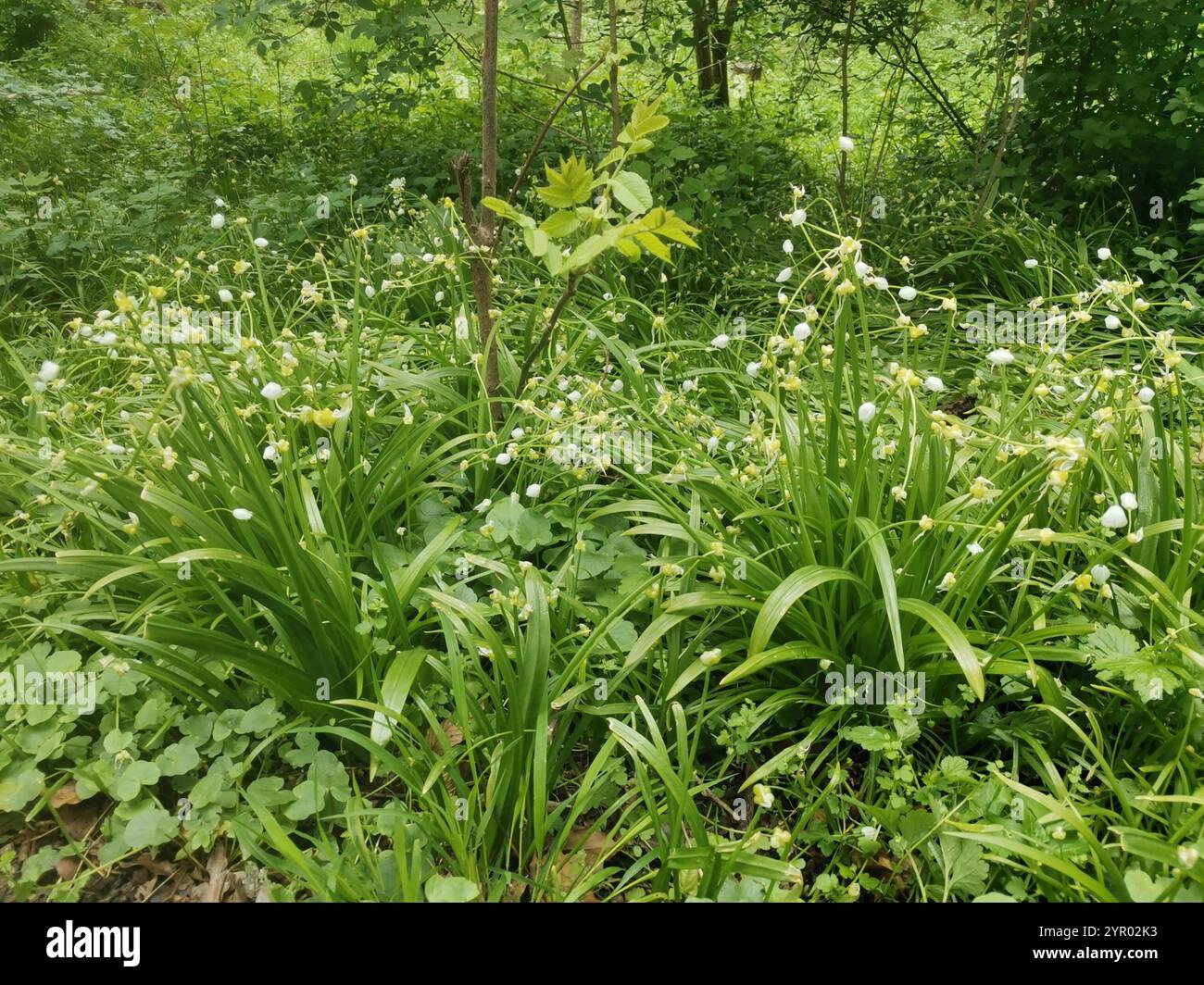 Few flowered leek hi-res stock photography and images - Alamy