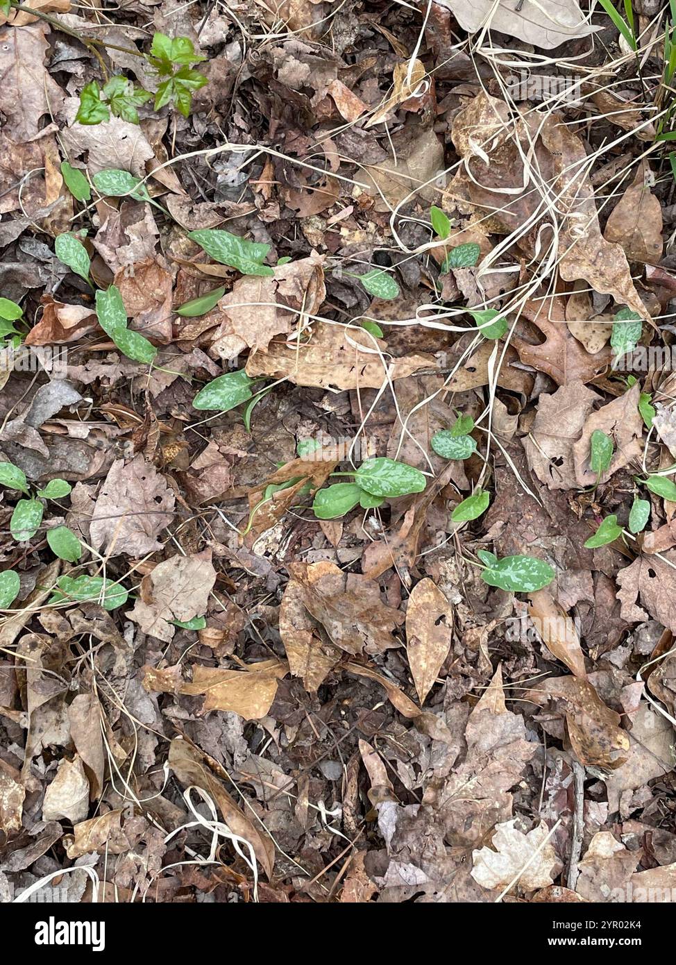 lion's foot rattlesnake root (Nabalus serpentarius Stock Photo - Alamy
