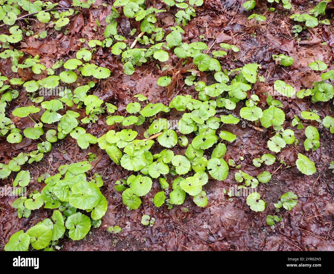 Giant Butterbur (Petasites japonicus Stock Photo - Alamy