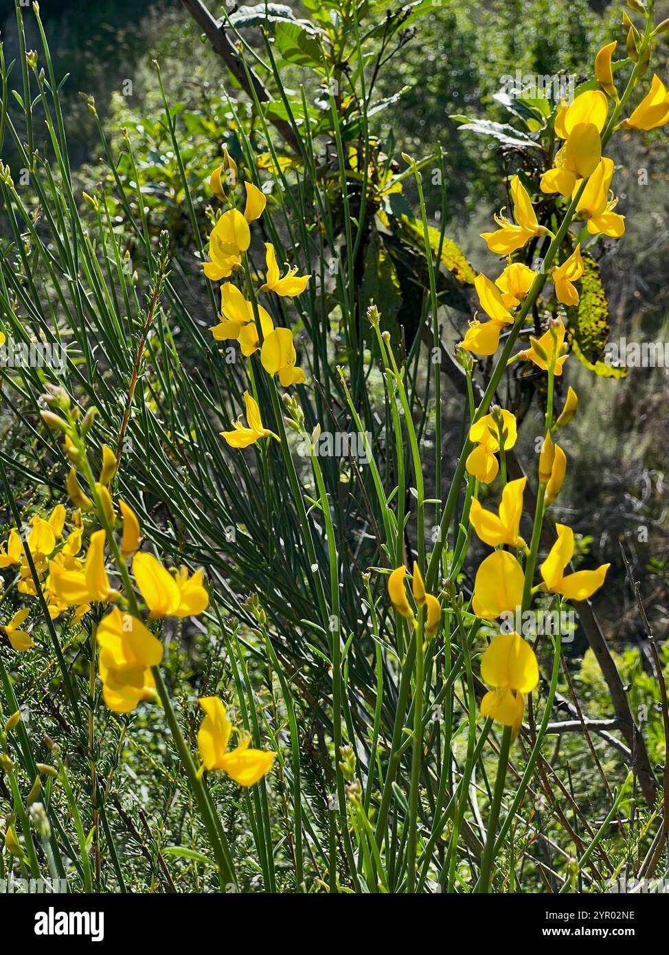 Spanish Broom (Spartium junceum Stock Photo - Alamy