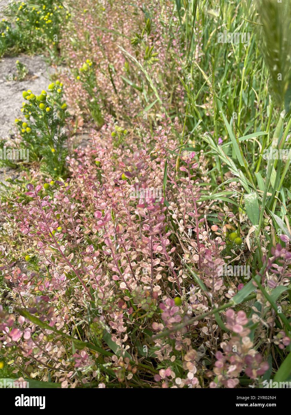 Shining Pepperweed (Lepidium nitidum Stock Photo - Alamy