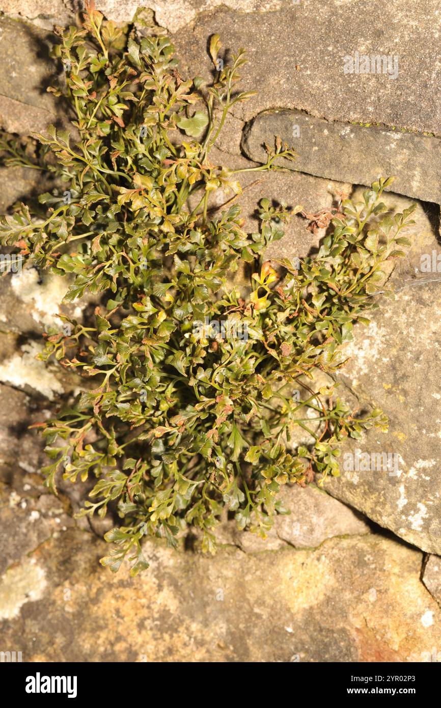 wall-rue (Asplenium ruta-muraria Stock Photo - Alamy