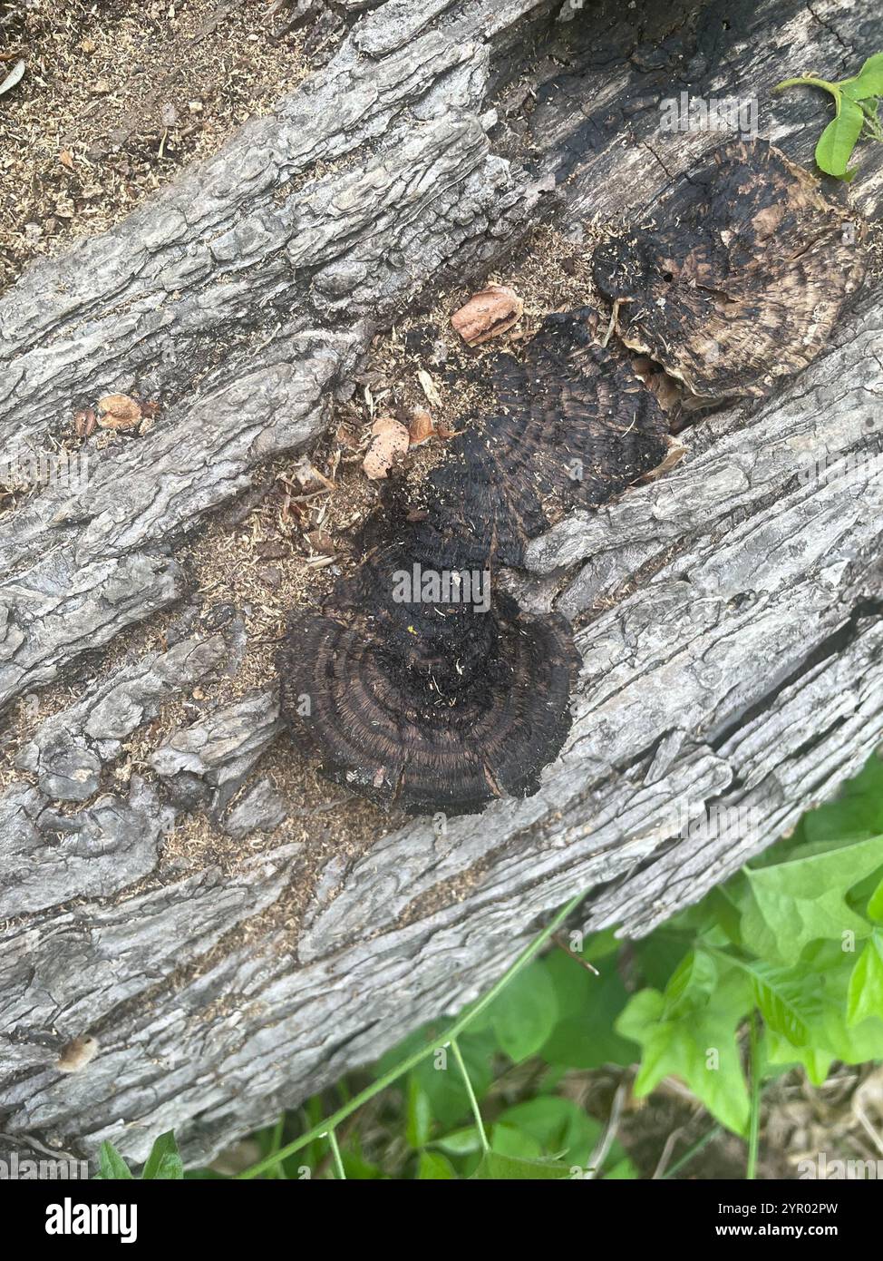 Hairy Hexagonia (Hexagonia hydnoides Stock Photo - Alamy