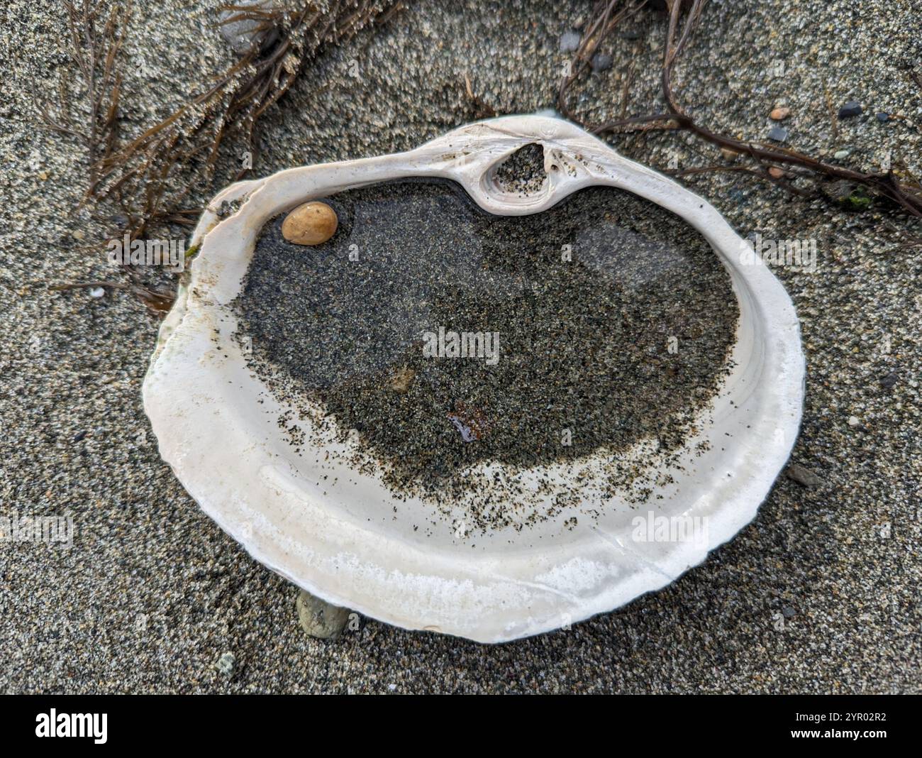 Fat Gaper (Tresus capax Stock Photo - Alamy