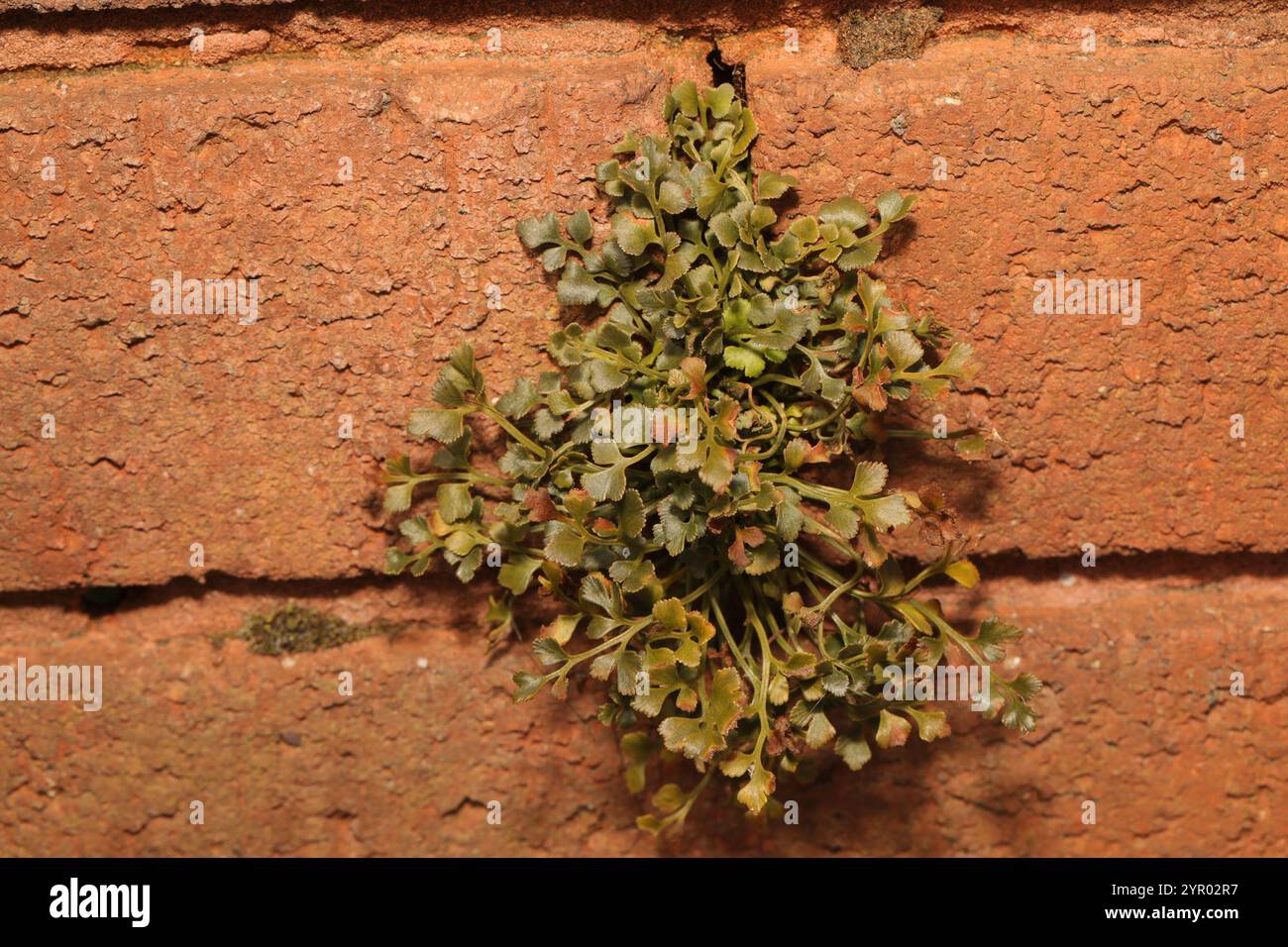 wall-rue (Asplenium ruta-muraria Stock Photo - Alamy