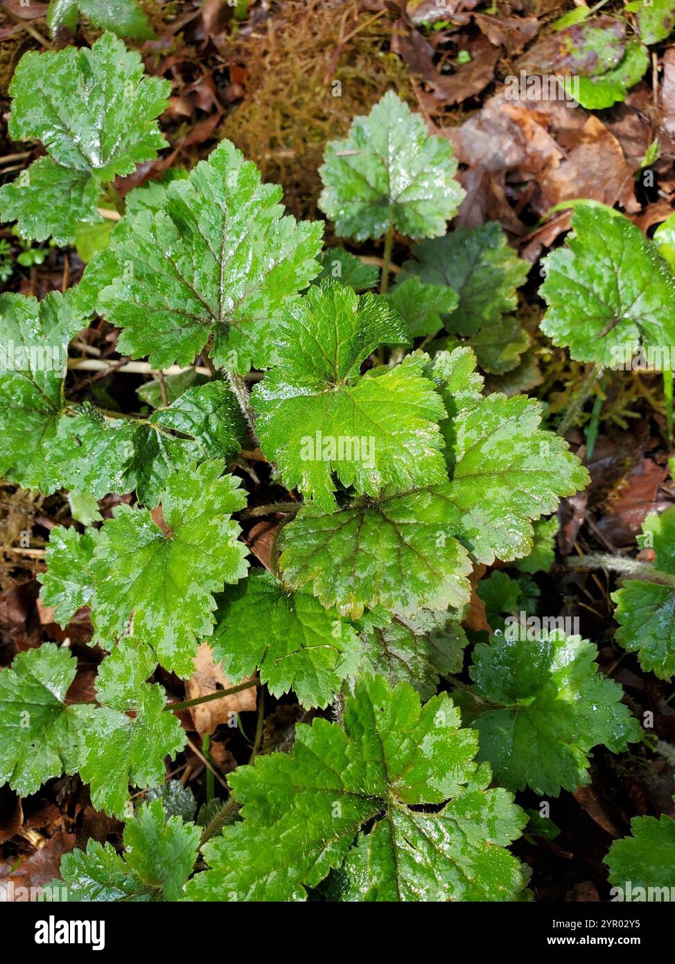 fringe cups (Tellima grandiflora Stock Photo - Alamy