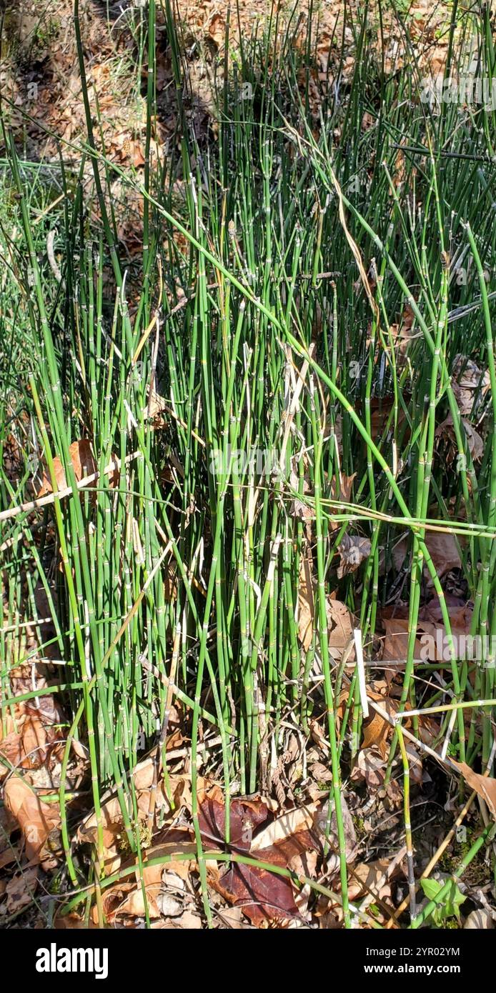 rough horsetail (Equisetum hyemale Stock Photo - Alamy