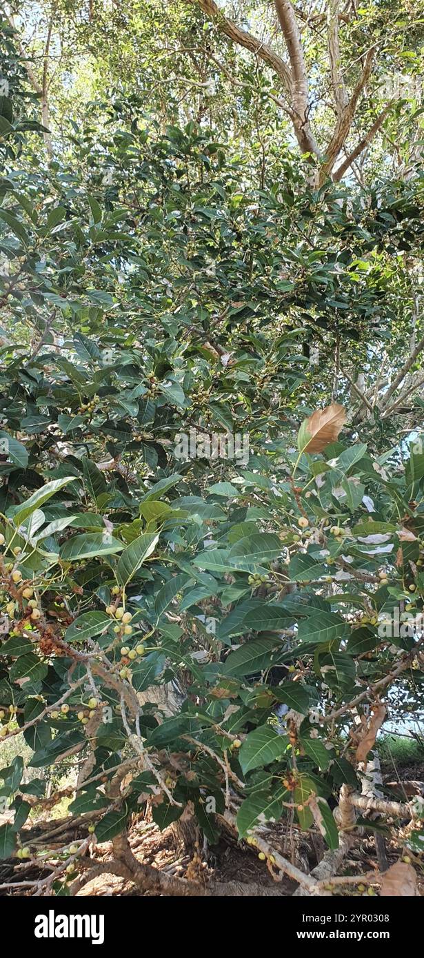 White fig (Ficus virens Stock Photo - Alamy
