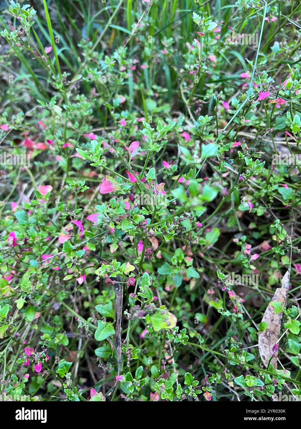 Saloop (Chenopodium robertianum Stock Photo - Alamy