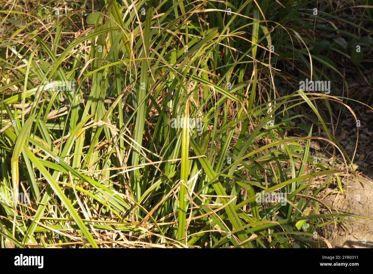 Hanging sedge (Carex pendula Stock Photo - Alamy