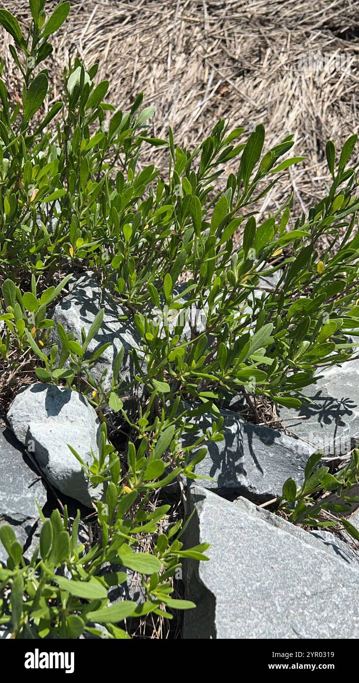 sea ox-eye (Borrichia frutescens Stock Photo - Alamy