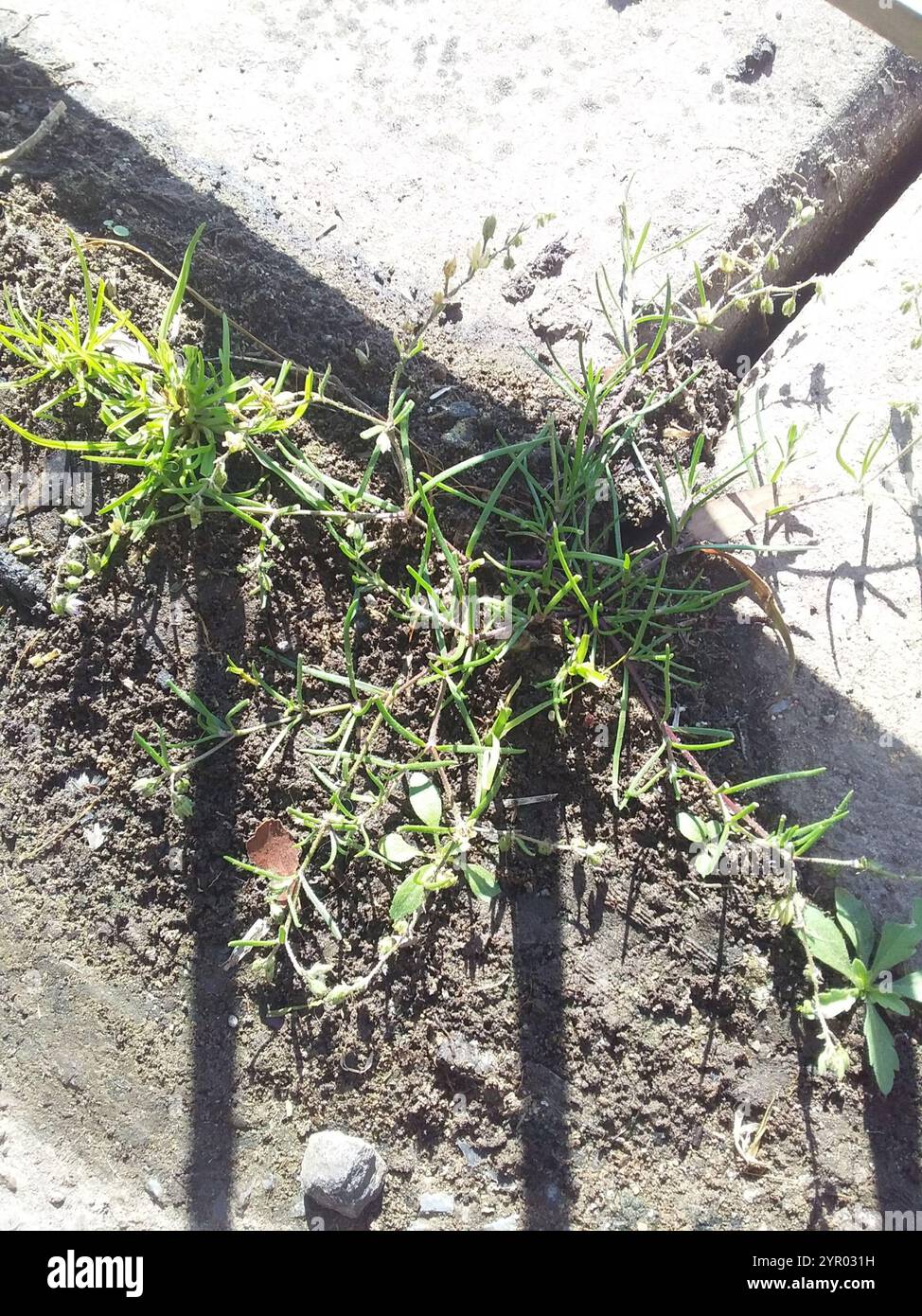 Saltmarsh Sand Spurry (Spergularia marina Stock Photo - Alamy