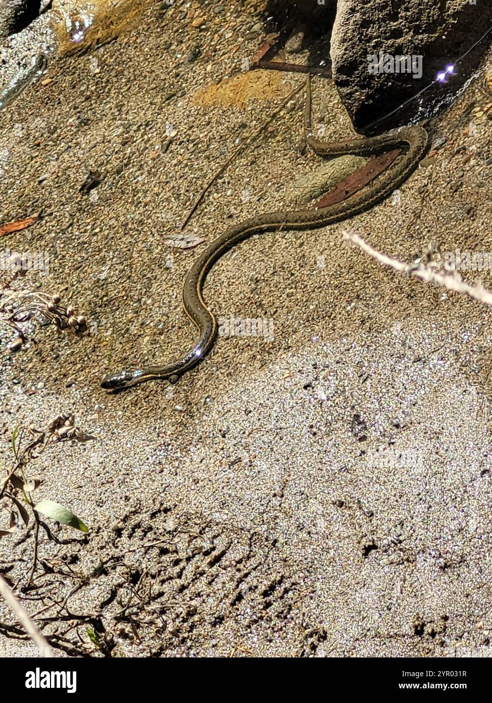 Two-striped Garter Snake (Thamnophis hammondii Stock Photo - Alamy