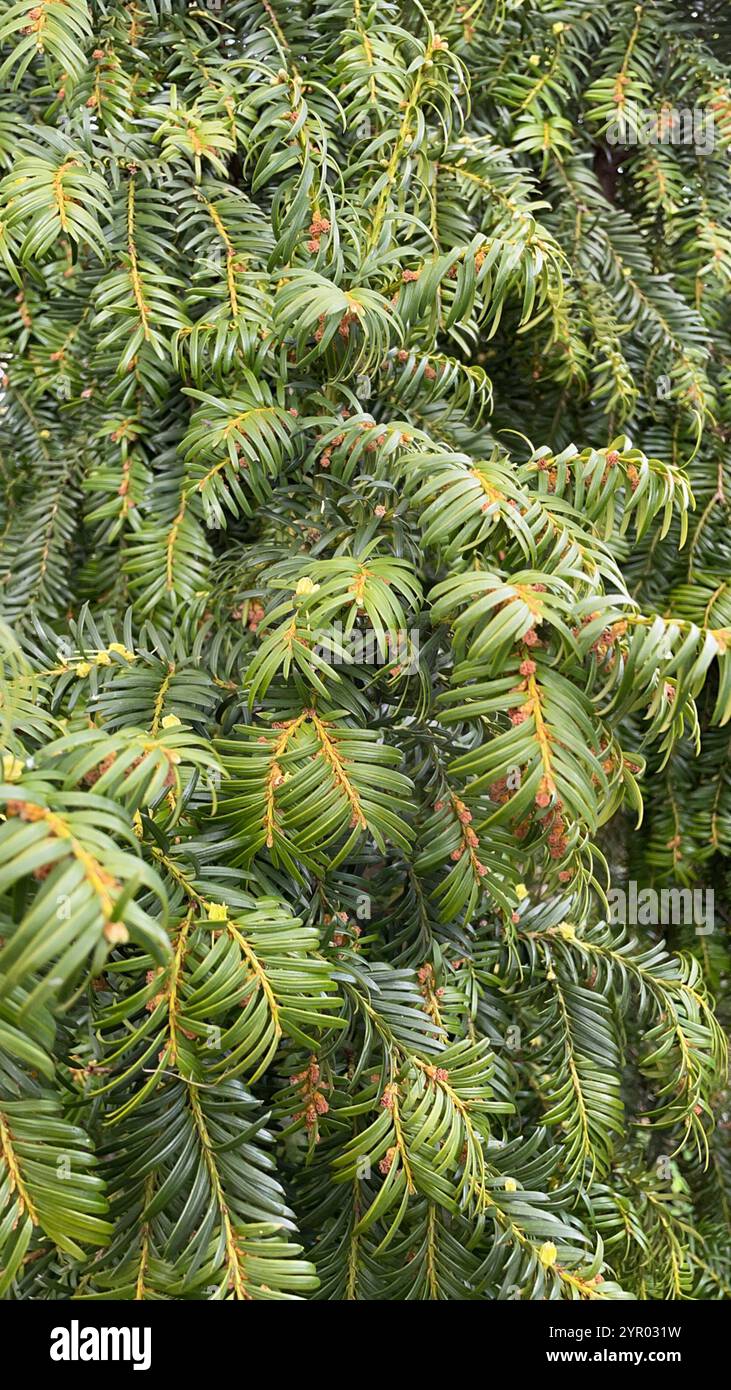 common yew (Taxus baccata Stock Photo - Alamy