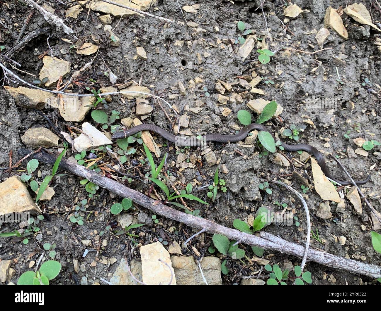 Ring-necked Snake (Diadophis punctatus Stock Photo - Alamy