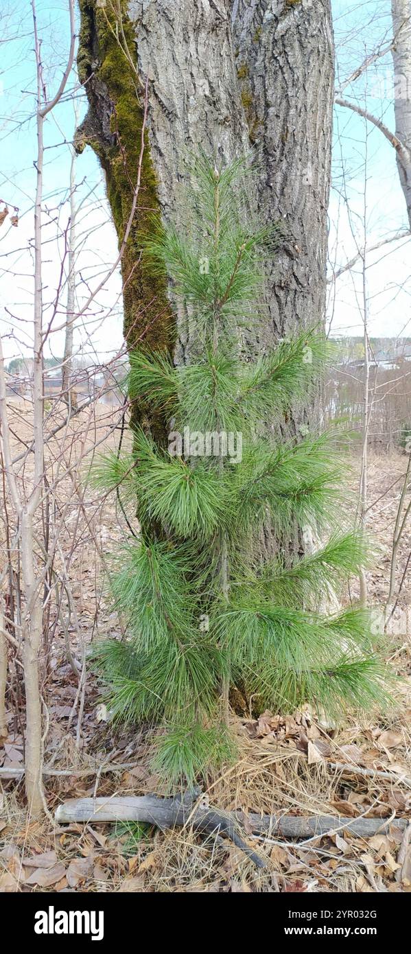 Siberian pine (Pinus sibirica Stock Photo - Alamy