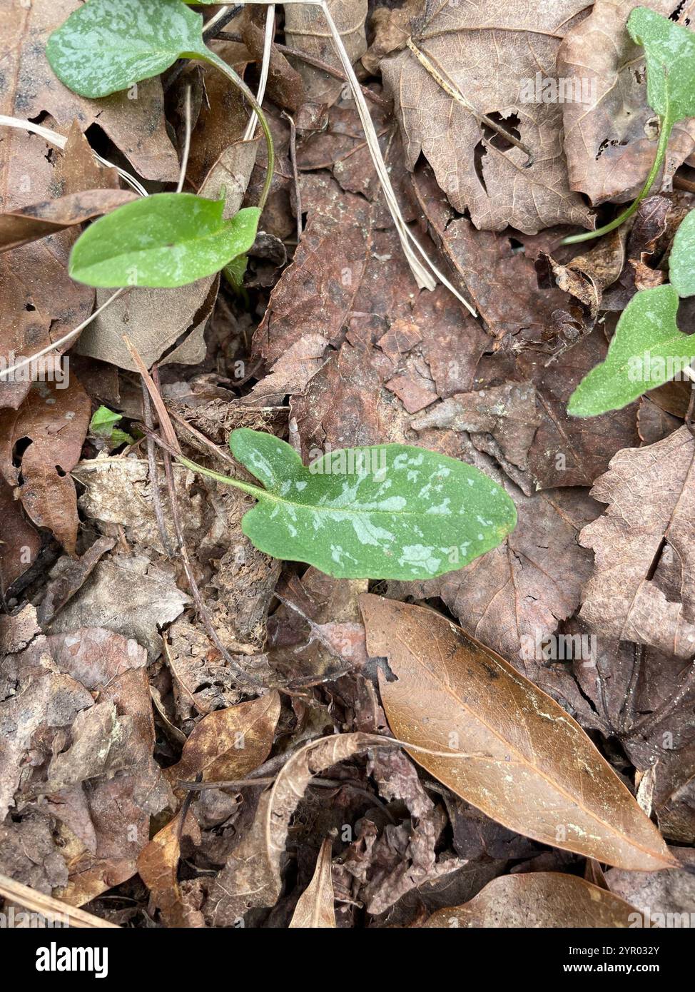 lion's foot rattlesnake root (Nabalus serpentarius Stock Photo - Alamy