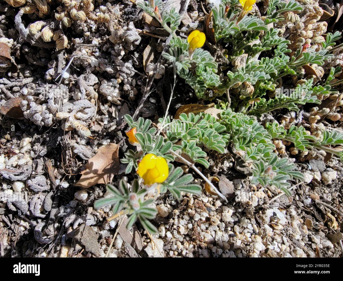 Strigose lotus hi-res stock photography and images - Alamy