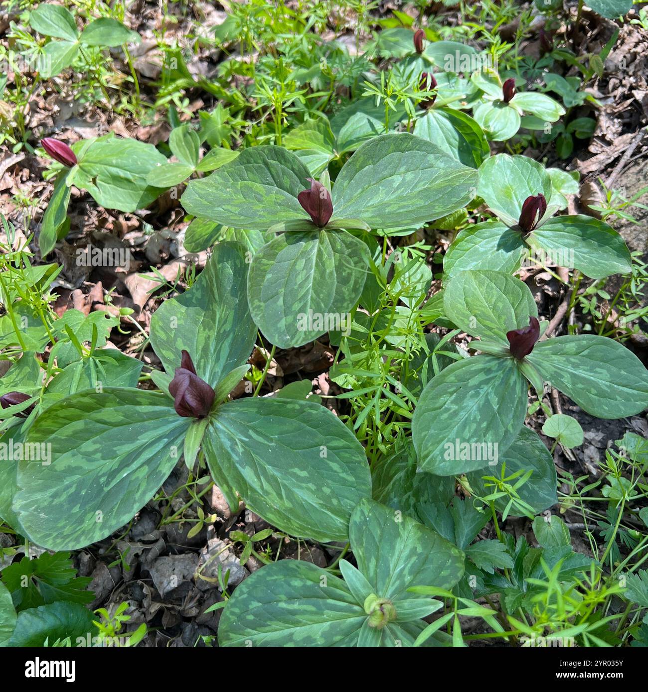 toadshade (Trillium sessile Stock Photo - Alamy