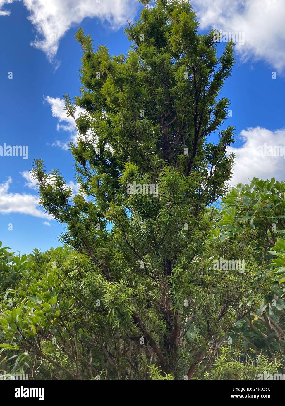 Hall's totara (Podocarpus laetus Stock Photo - Alamy
