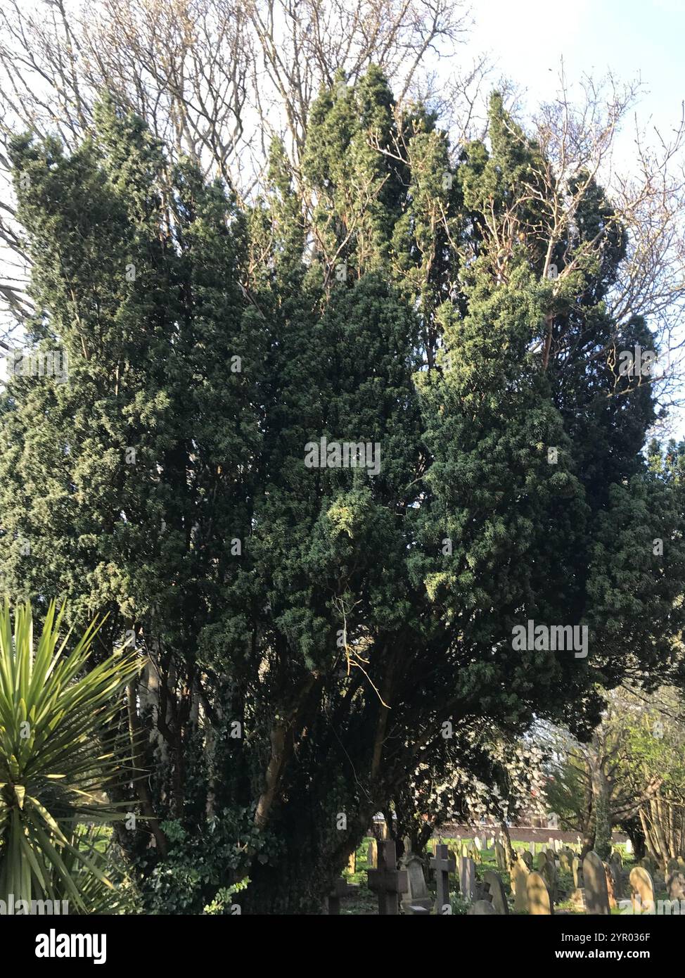 Taxaceae family hi-res stock photography and images - Alamy