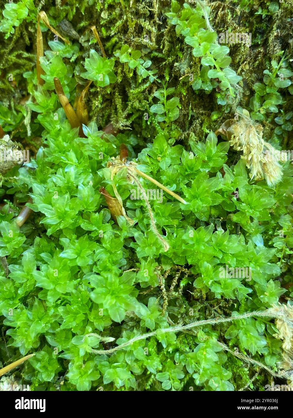 Woodsy Thyme-moss (Plagiomnium cuspidatum Stock Photo - Alamy