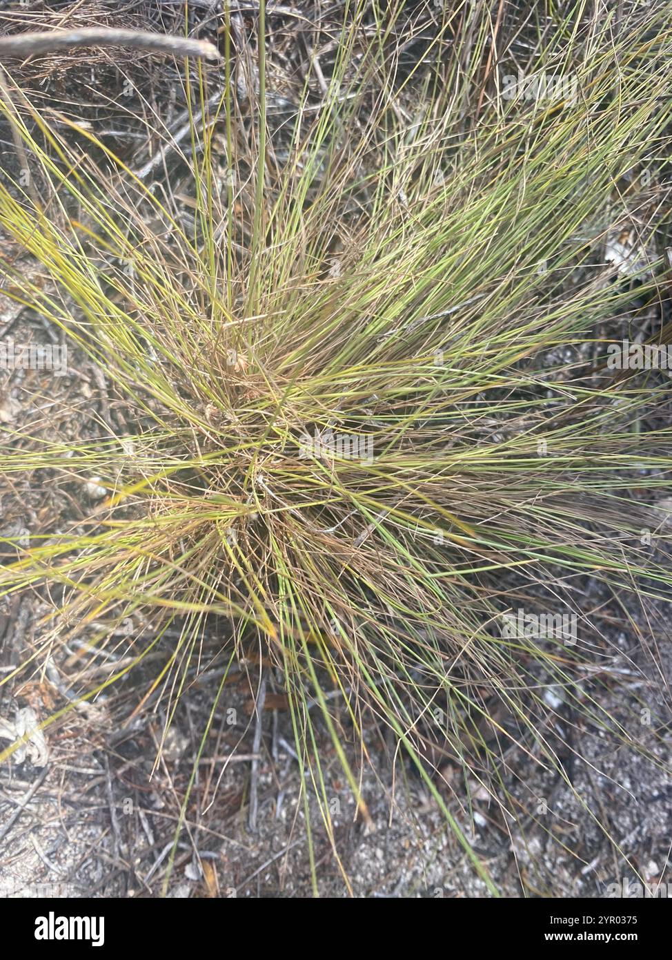 grasses, sedges, cattails, and allies (Poales Stock Photo - Alamy