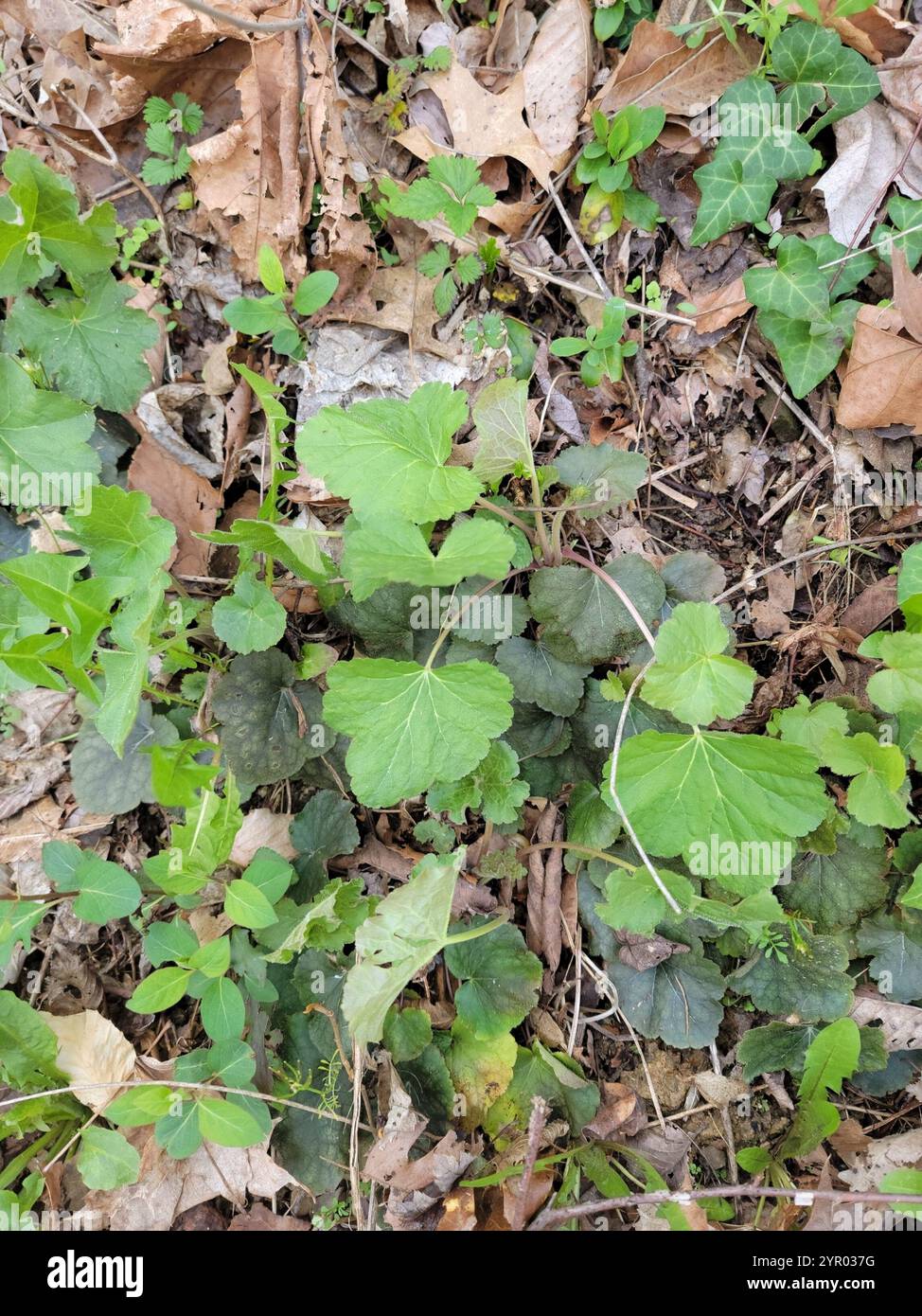 American alumroot (Heuchera americana Stock Photo - Alamy