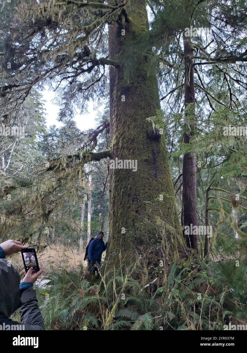 Sitka spruce (Picea sitchensis Stock Photo - Alamy